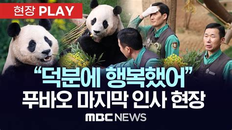 덕분에 행복했어…판다월드 푸바오의 마지막 출근길 [현장play] Mbc뉴스 2024년 03월 03일 Youtube