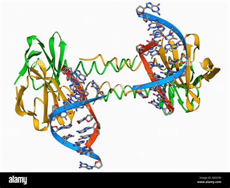 Dna Binding Protein Hi Res Stock Photography And Images Alamy