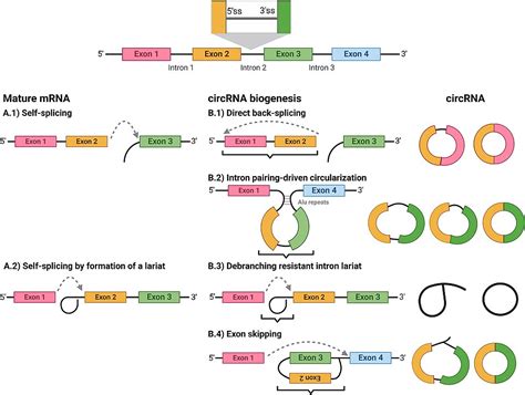 Circular Rna Wikiwand