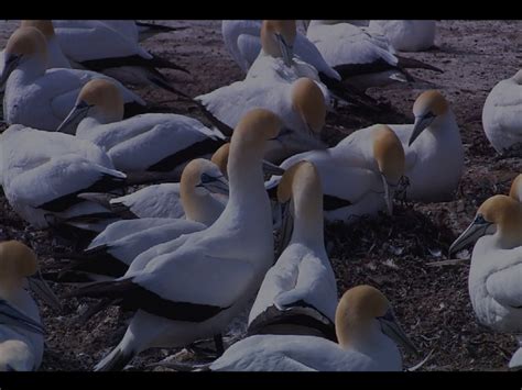 Swing How To Disable Javaawtgraphicsfillrectint X Int Y Int Width Int Heights Effect