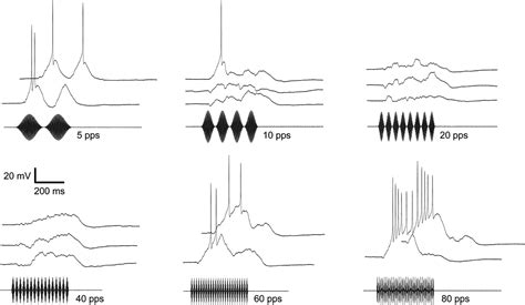 Midbrain Auditory Neurons Integrate Excitation And Inhibition To Generate Duration Selectivity