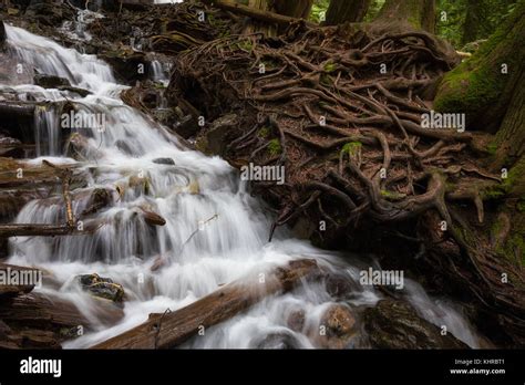 Beautiful River Flowing Around The Rocks And Tree Roots Taken In Bridal Veil Falls Provincial