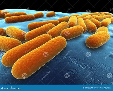Bacillus Subtilis Stock Illustration Illustration Of Bacteria 11962241