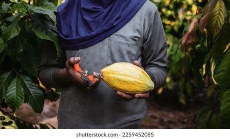 Hands Cocoa Farmer Use Pruning Shears Stock Photo Shutterstock
