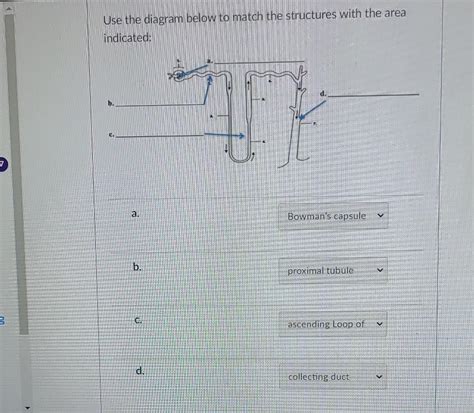 Solved Use The Diagram Below To Match The Structures With Chegg Com