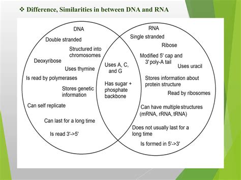 DNA And RNA Structure Functions Types Difference Similarities Protein Synthesis Pptx