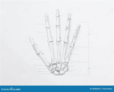 Dessin D Os De La Main