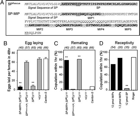 Mips Are Ancestral Ligands For The Sex Peptide Receptor Pnas