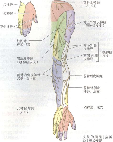 上肢的皮神经 基础医学 医学