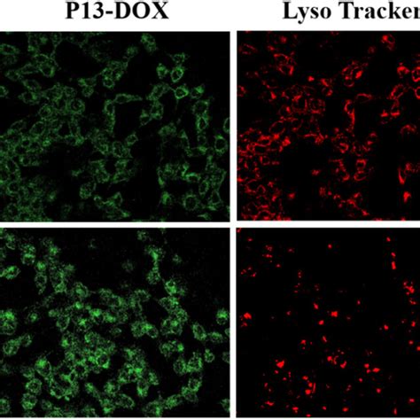 a p13 dox intracellular localization experiment lysotracker® red