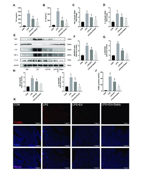 Stattic Inhibited Stat3 And Enhanced The Anti Inflammatory And
