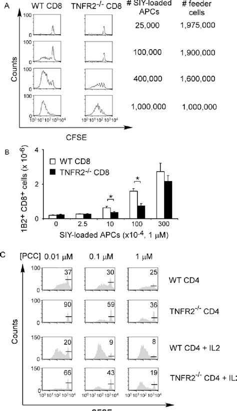 B Cell Costimulation Semantic Scholar