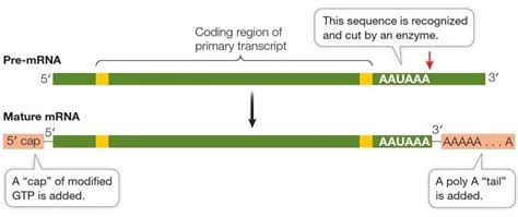 Hanaa Fayed On Linkedin Processing The Ends Of Eukaryotic Pre Mrna‼️ Modifications At Each End Of…