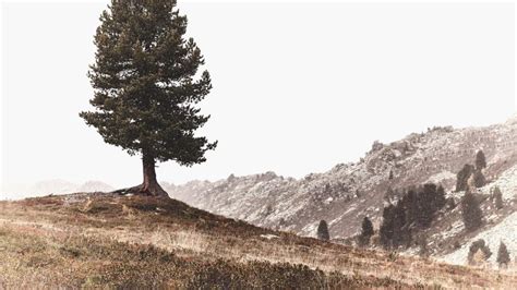 The Importance Of Tree Preservation Laws Simpsons Tree Service