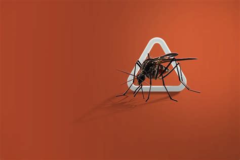 Dengue Zika E Chikungunya Aumento De Casos No Brasil