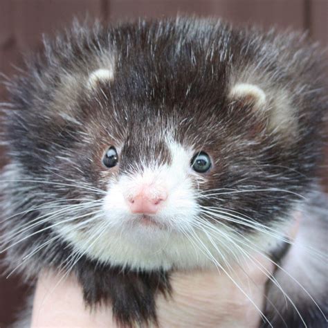 Angora Ferret Lifespan