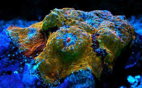 Chalice Members Gallery Indmas Indiana Marine Aquarium Society