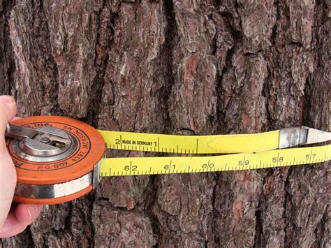 How To Measure Tree Diameter