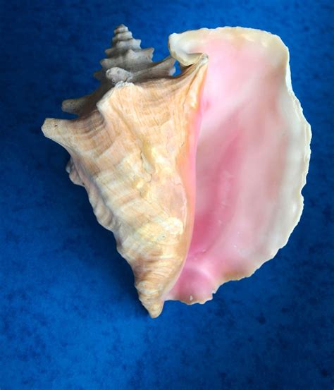 What Is A Conch Shell At Carmen Decker Blog