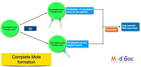 Hydatidiform Mole Clinical Features Types Pathophysiology