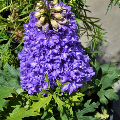 Delphinium Breezin Knippel Garden Centre