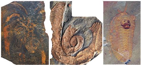 Sea Arthropods Fossils