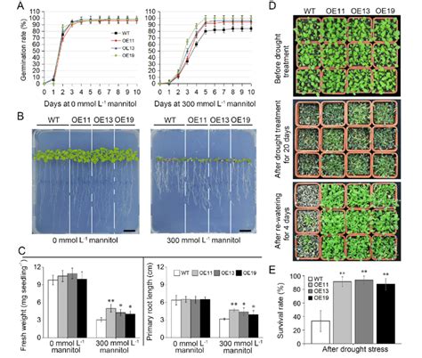 Overexpression Of Msdiup1 In Arabidopsis Increased Drought Tolerance