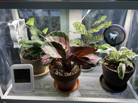 국민식물선반 레르베리로 온실 만들기