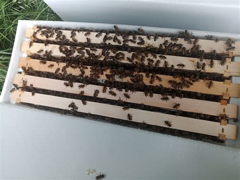 Overwintered Langstroth Nucleus Colony Bishops Bees