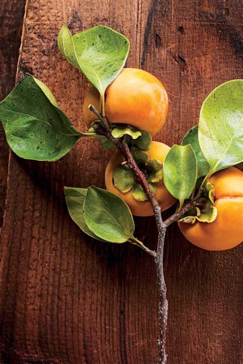 Yes You Can Grow Persimmon Trees From Seedheres How Persimmon
