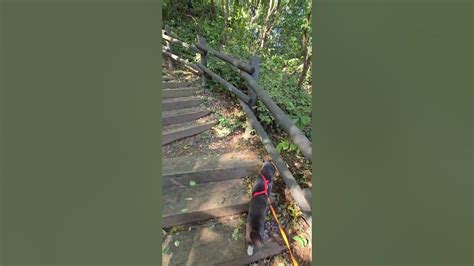 시원한 바람 소리와 고양이 산책~ Youtube