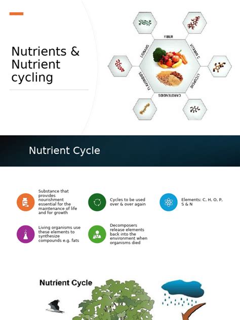 Nutrient Cycles Pdf