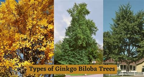 Ginkgo Biloba Tree Their Physical Description Varieties And Benefits