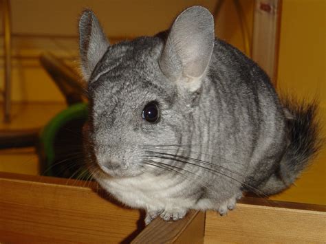 Chinchilla Alter At Lara Roberts Blog