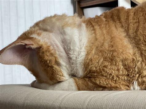 곱슬 고양이 종류와 특징 털이 곱슬곱슬한 이유는 유전자에 있다 비마이펫 라이프