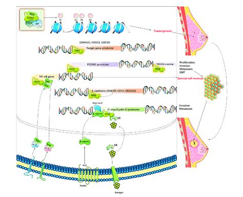 Dysregulation Of Ezh2 In Various Breast Cancers Download Scientific