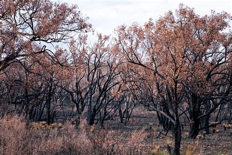 Regrowth And Regeneration On The Australian Bush After A Bushfire By Stocksy Contributor