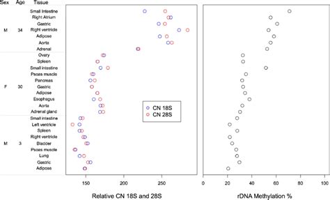 Relative Rdna Copy Number And Global Rdna Methylation In Multiple