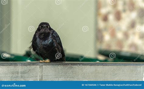 Close Up Of An Angry Bird Standing Still And Looking At The Camera Stock Photo Image Of