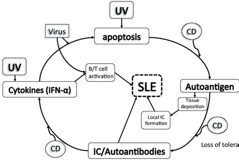 Suggested Roles For Complement In The Pathogenesis Of Sle Complement