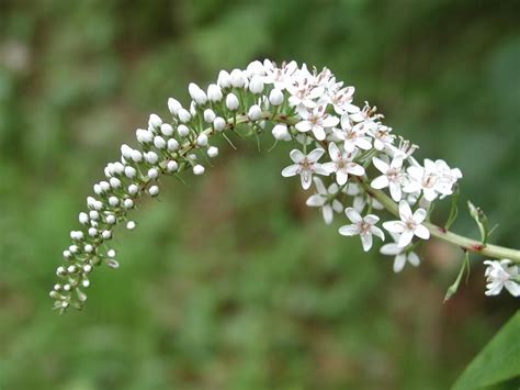 [플가] 큰까치수염 Lysimachia Clethroides