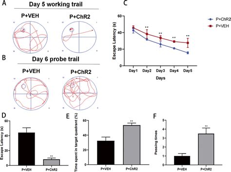 The Effects Of Optogenetic Stimulation On Memory And Learning Abilities Download Scientific