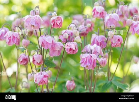 Aquilegia Vulgaris Pink Columbine Flowers In A Garden Border Uk Stock
