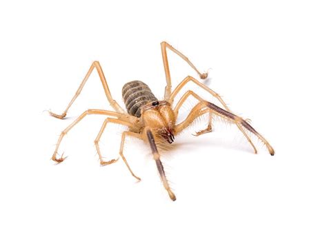The Camel Spider