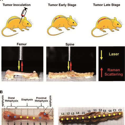 Schematic Representation Of Experimental Model Of Breast Cancer Bone Download Scientific