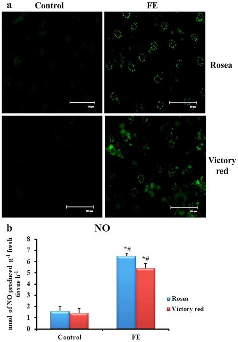 Effect Of Fe On The Production Of No In Detached Leaves Of C Roseus