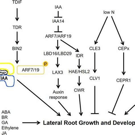 LR Network Regulation Model Overview Of The LR Growth And Development Download Scientific