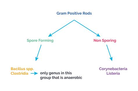 Introduction Gram Positive Bacilli Microbiology Achievable Usmle 1