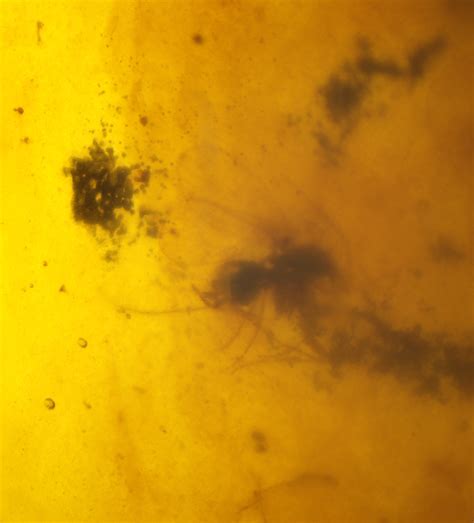 Psocodea Barklouse Bioquipbugs