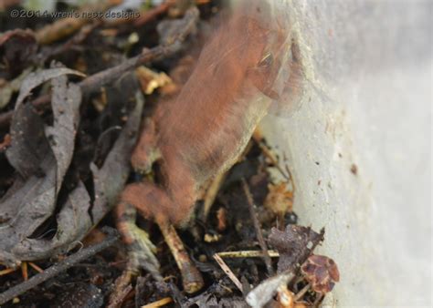 Chatter From The Wrens Nest One Toad Two Toad Red Toad